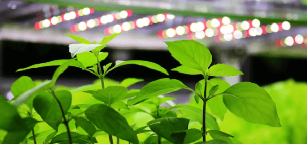 What are the advantages of LED grow lights in planting and cultivation?