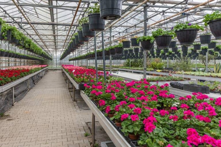 Application of LED Grow Lights in Flower Planting