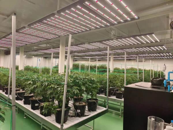 How to position the grow lights?